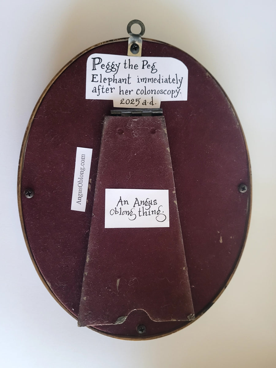 Peggy the Peg Elephant Immediately After her Colonoscopy. – Angus Oblong.
